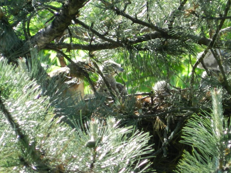 Baby Hawks Spotted at BBG - Brooklyn Botanic Garden
