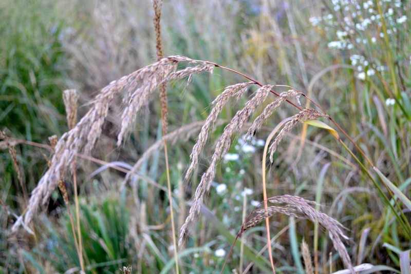 Indian Grass New York