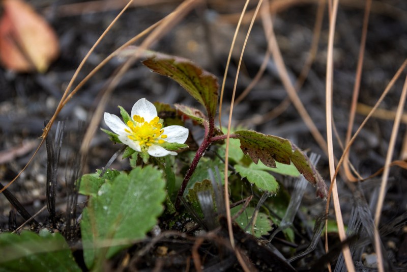 Need To Identify A Plant Plants: The Known Unknowns Which Are