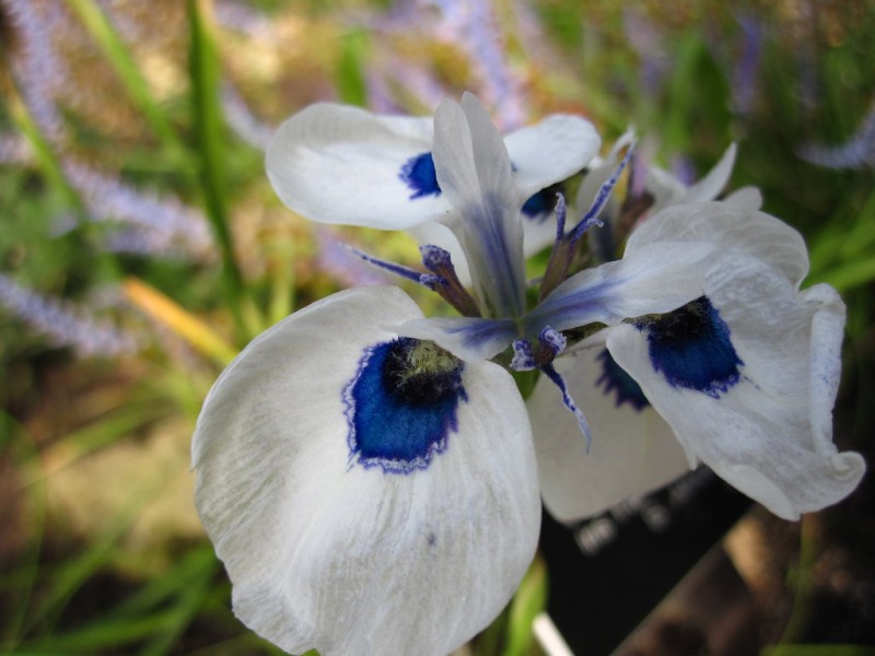 Peacock Flower Moraea Villosa